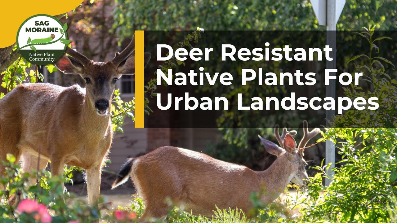 Deer Resistant Native Plants For Urban Landscapes - YouTube