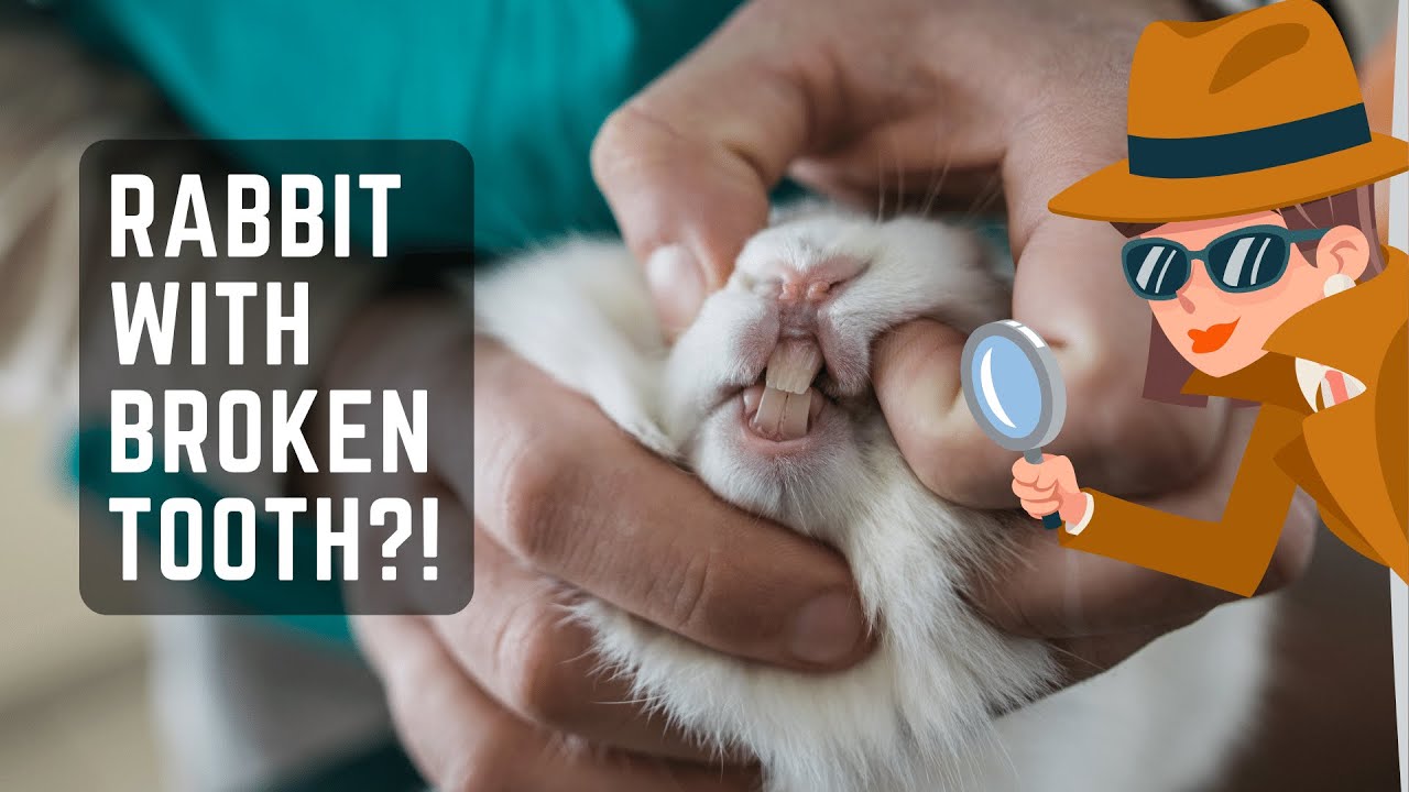 Rabbit with broken tooth About Everything Pets - YouTube