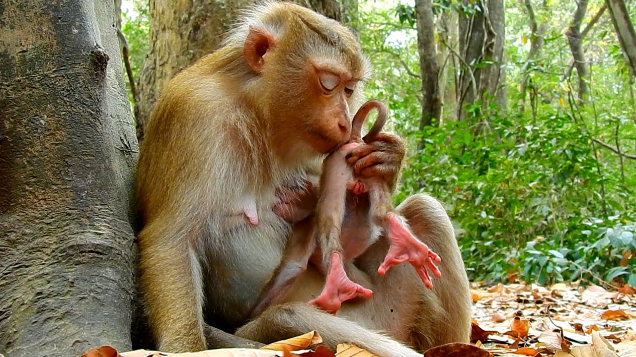 Very sad mom monkey weaning milk too young newborn monkey why she doesn't want to support milk ...