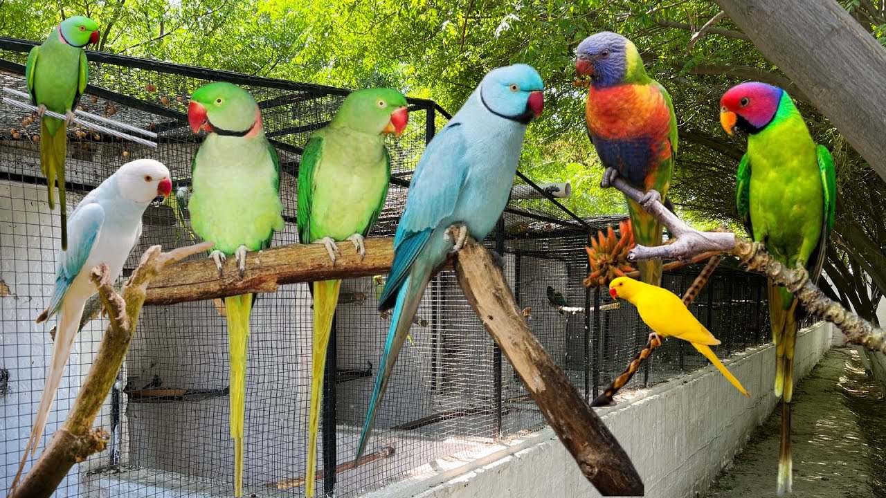 Yellow,Green,White,Creamino Ringneck Parrot | Lori Parrot | Sun conure ...