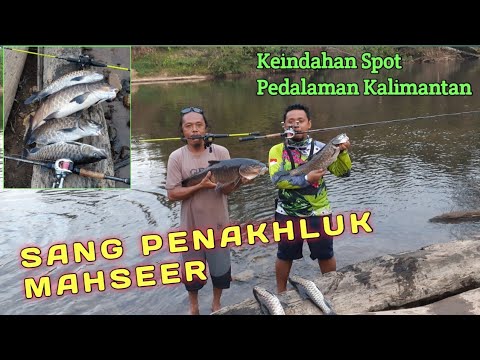 STRIKE RED - BLUE MAHSEER || IKAN DEWA DI PEDALAMAN KALIMANTAN 🔥‼️ - YouTube