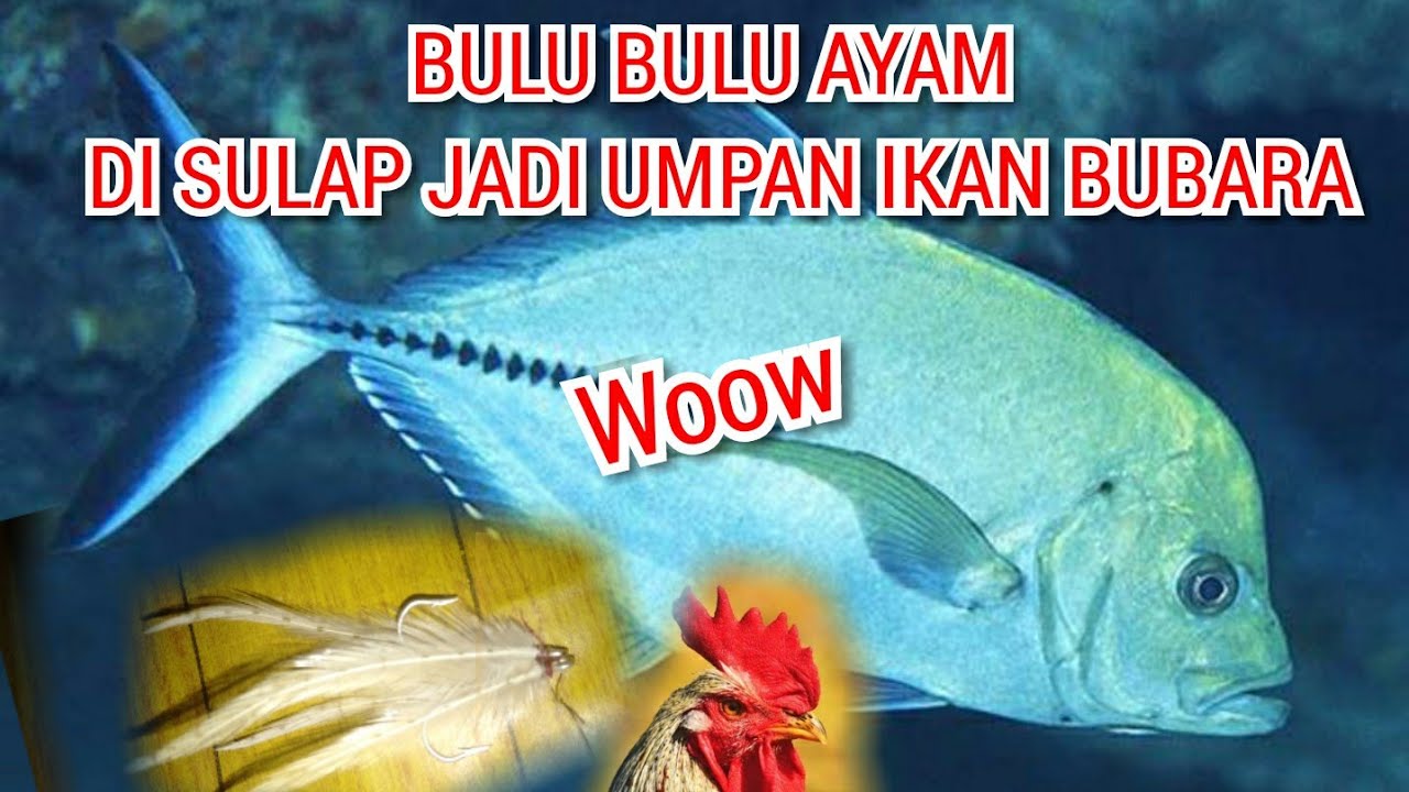 CARA MEMBUAT UMPAN IKAN BUBARA DENGAN BULU_BULU AYAM 🐟👍👍 - YouTube