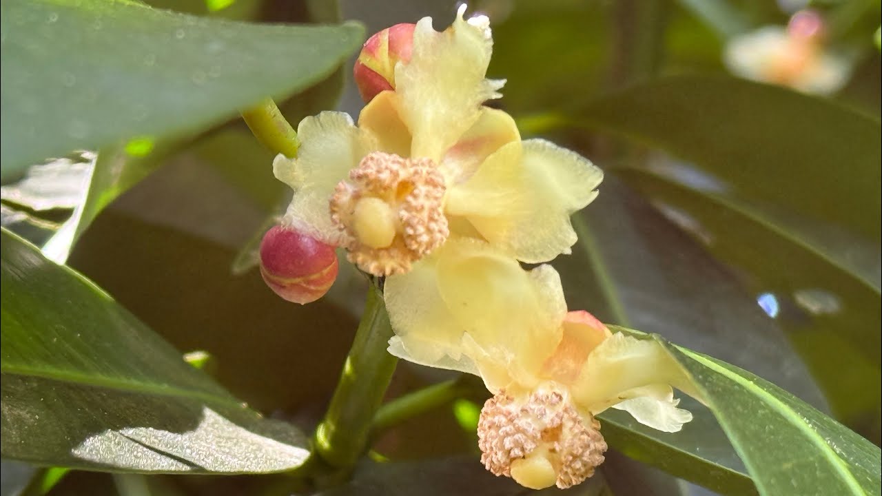 Easy To Grow Garcinia Fruit Trees, 3/1/25 - YouTube