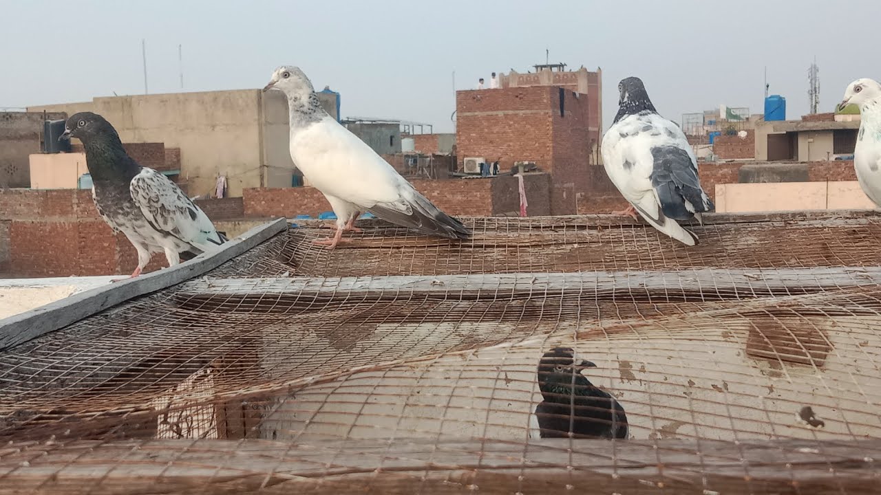 kaka brand pigeon club - YouTube