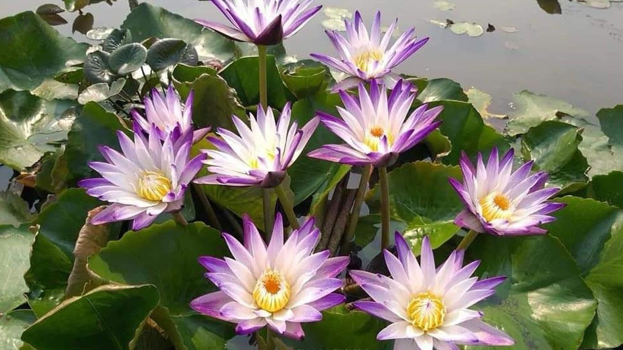 This is a flower that blooms from spring to winter | grow water lily at ...