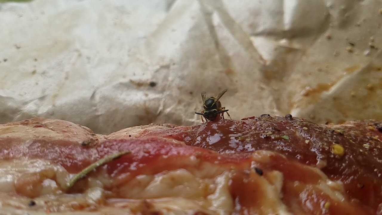 Bees eat ribs - YouTube