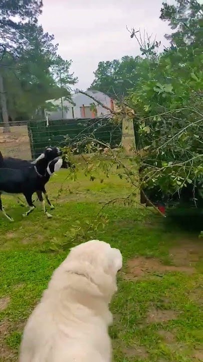 Goat snack time! - YouTube