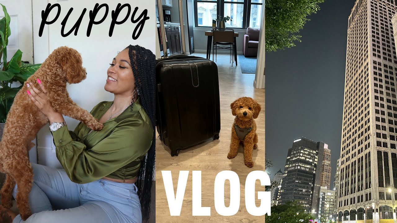 DOG VLOG | TRAVEL WITH YOUR MINI POODLE + Heartworm Meds 🐶 Unpack with ...