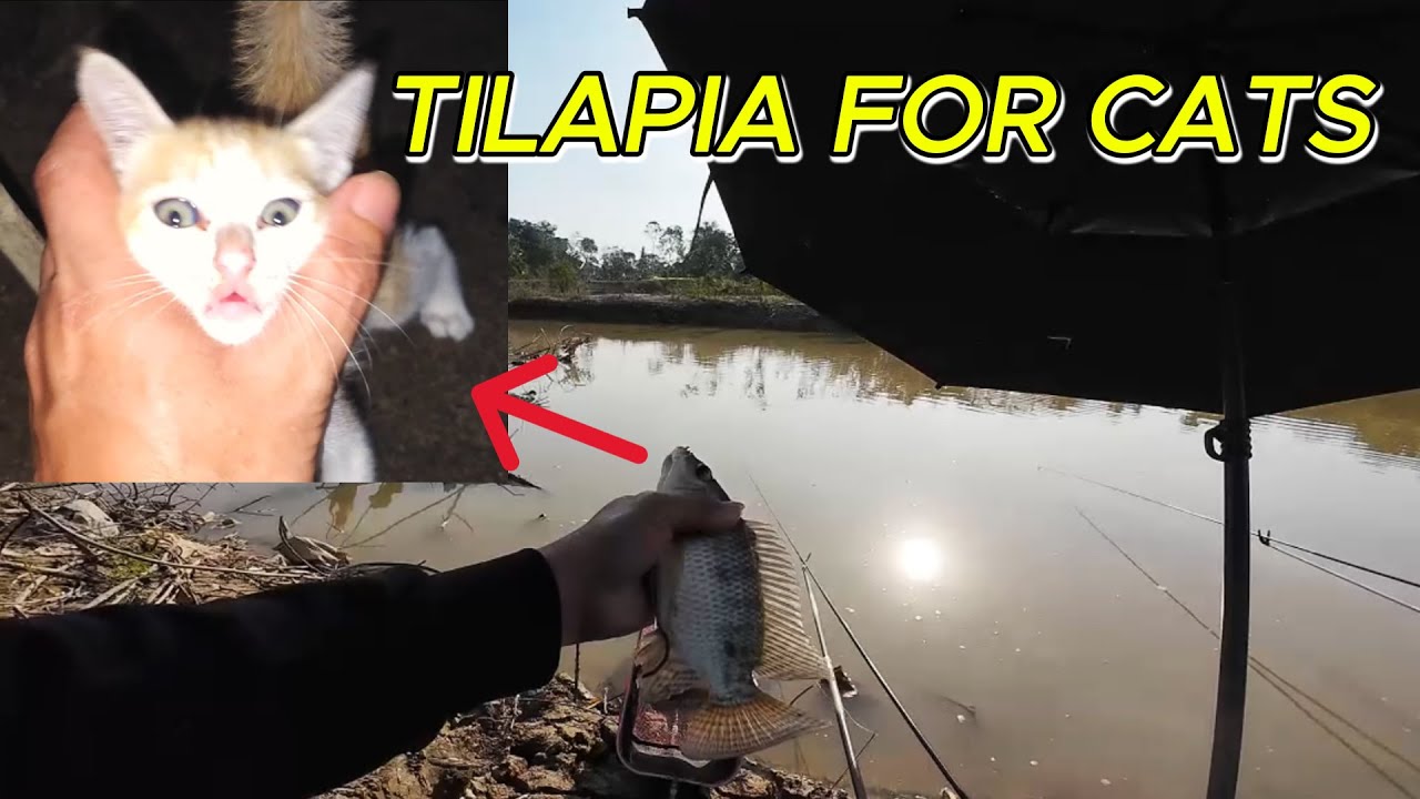 fishing for pets, Catching Tilapia for My Yellow Cat – Wild Fishing ...