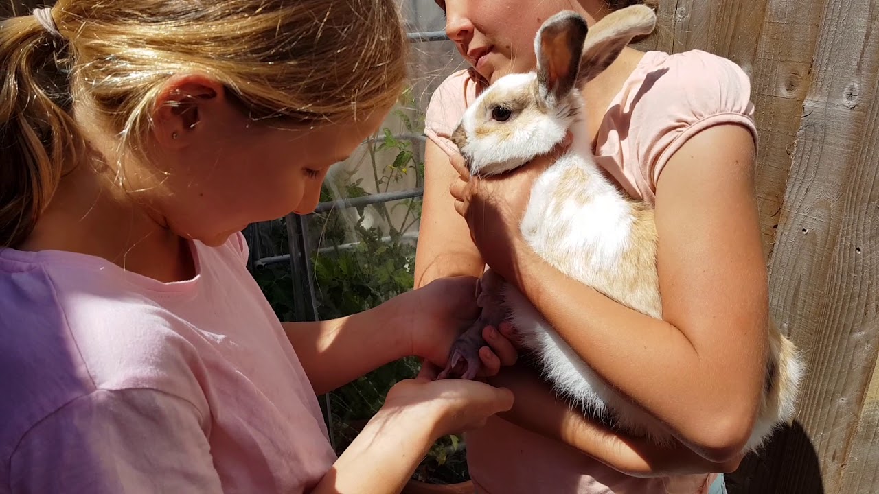 1 day old baby bunnies (Netherland Dwarf kits) - Birth & feeding - YouTube