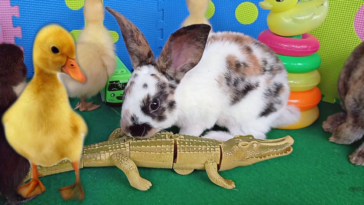 Cute ducks meets rabbits, cow, crocodile, animals farm - Part 152 - YouTube