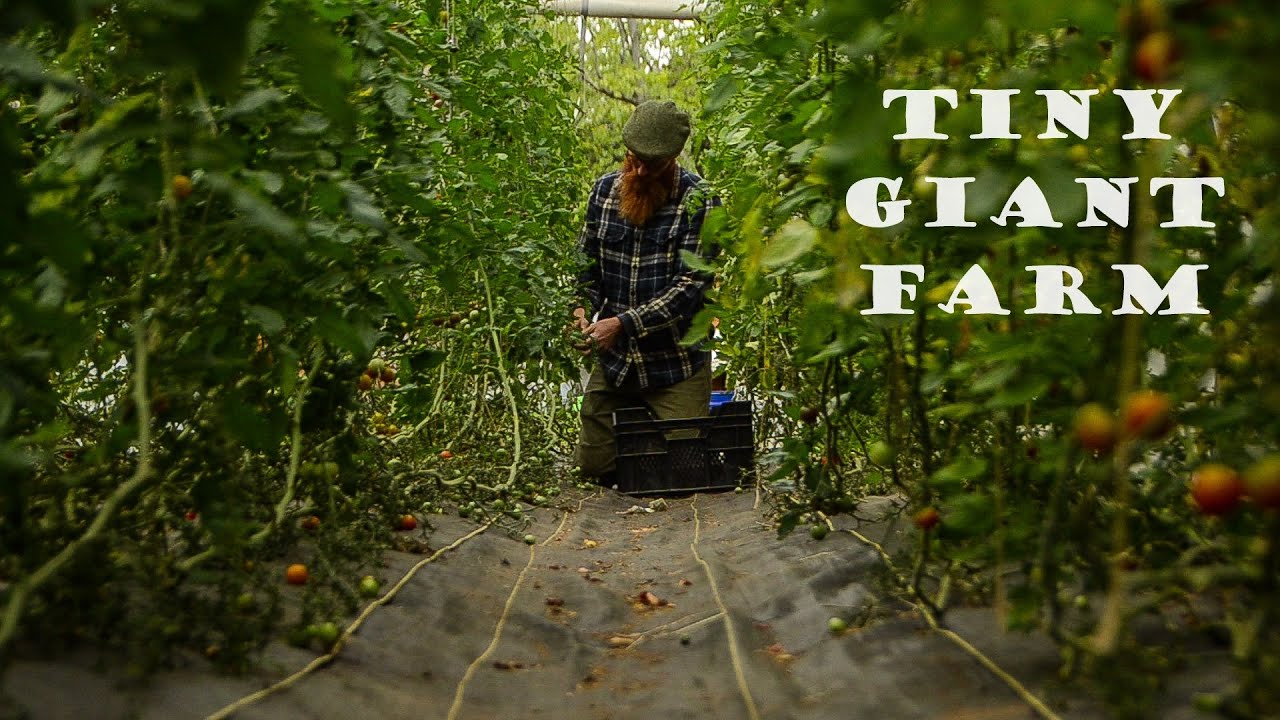Tiny Giant Farm - YouTube