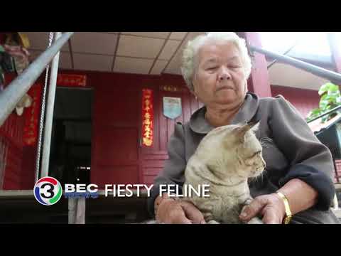FIESTY FELINE | Ch3Thailand