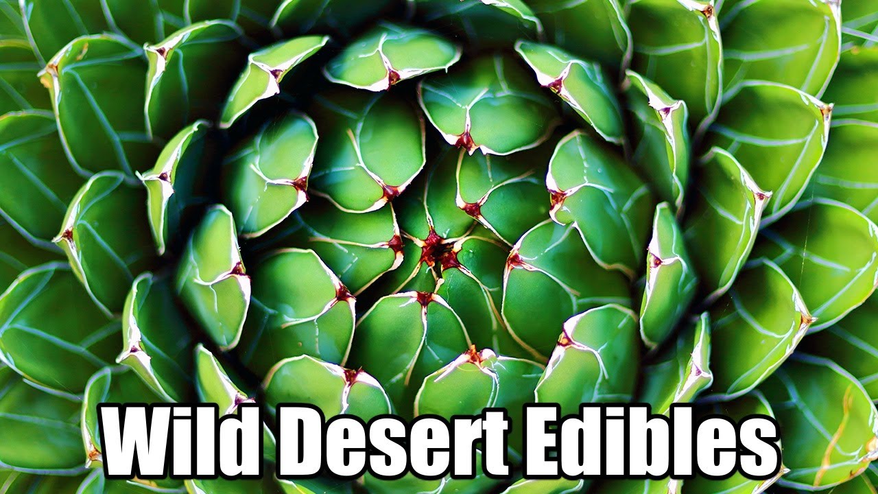 10 Wild Desert Edibles/Food to Forage - YouTube