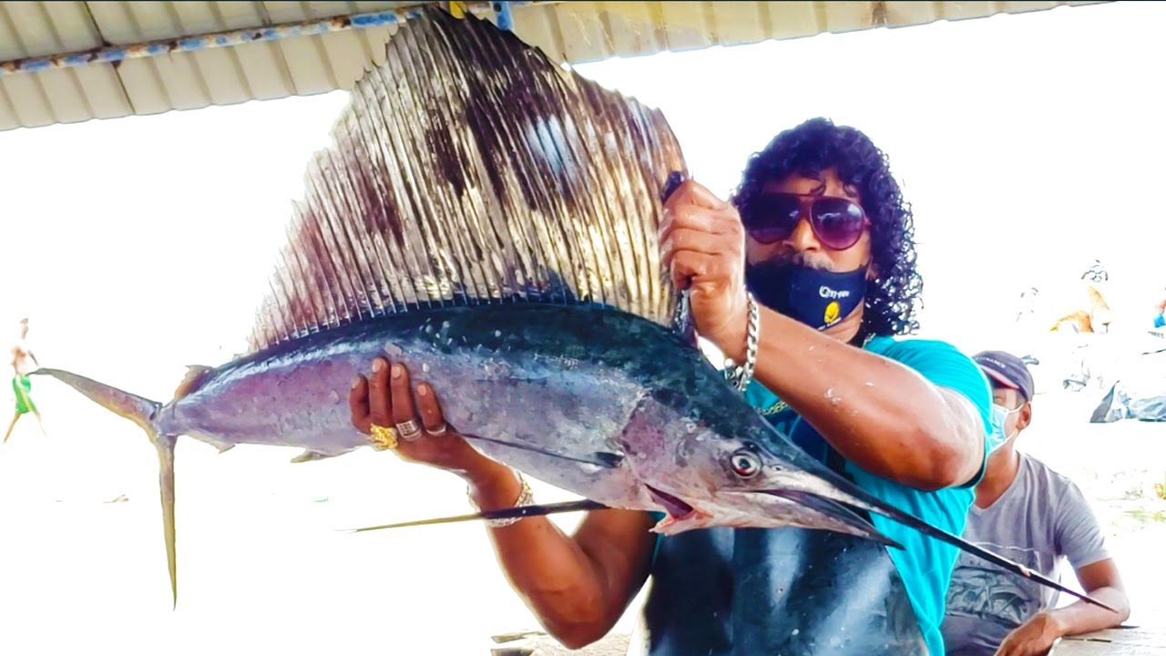 Cutting Indo-Pacific Sailfish | Fish Cutting Sri Lanka - YouTube