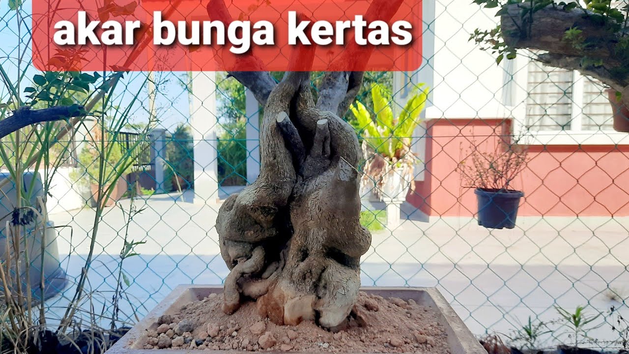 Cara membentuk akar bunga kertas🤩🤩 - YouTube