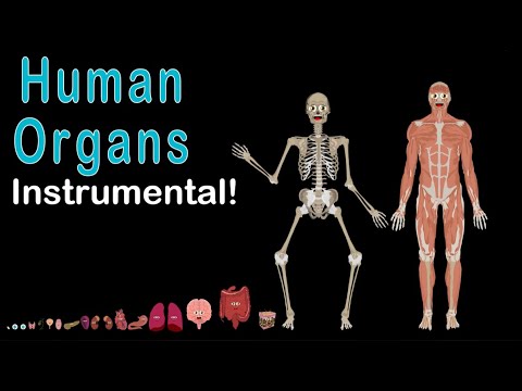KLT - Human Body Size Comparison Instrumental - YouTube