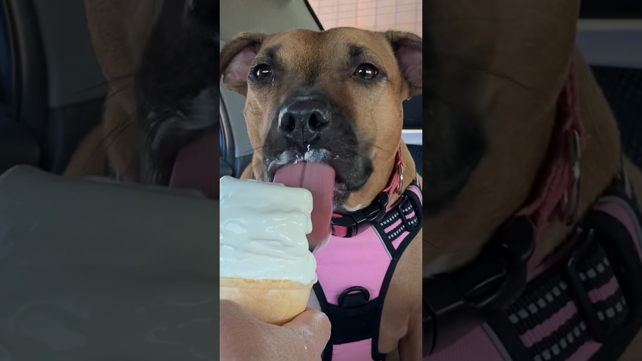 The Cutest Ice Cream Mustache: Happy the Pitbull Invites You to Join ...
