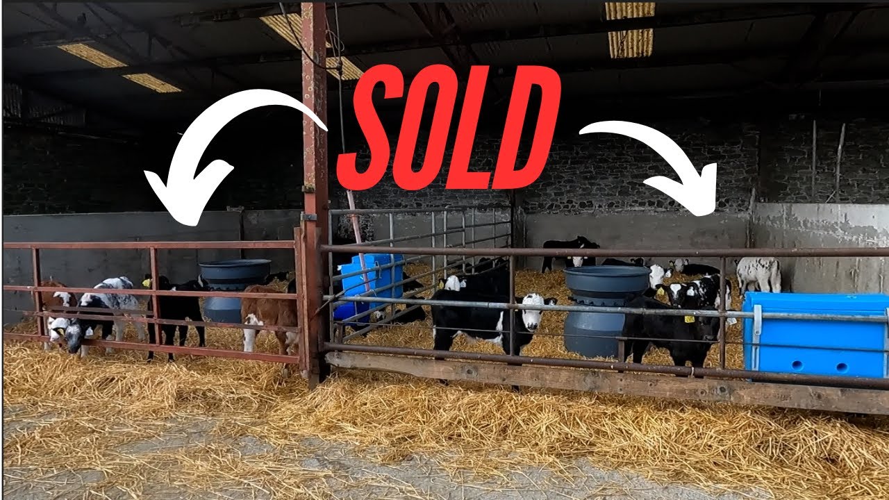 300 COWS CALVED IN 1 MONTH!!! - YouTube