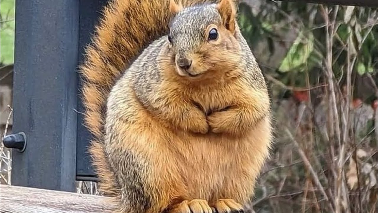 Cheerful Squirrels Munching in the Park! 🐿️🍂 #NatureWatch #AnimalPlay ...