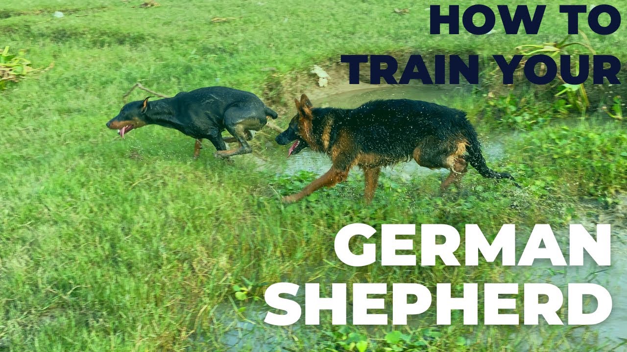 Best exercises for German Shepherd | Every Dog owner should know ...