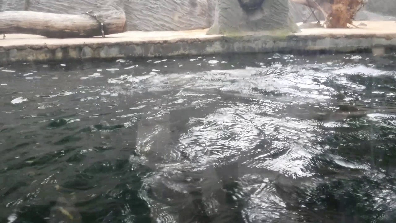 Ladovy medved zoo Praha - YouTube