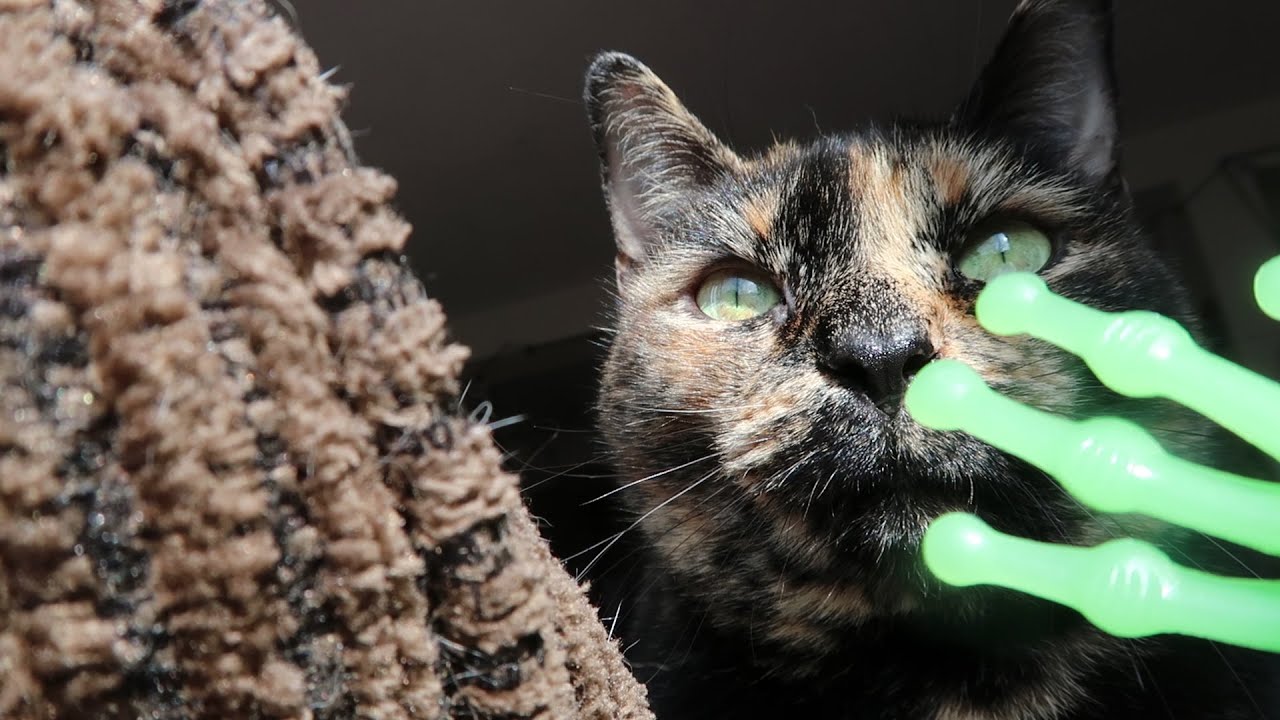 Pestering my cat with an alien hand - YouTube