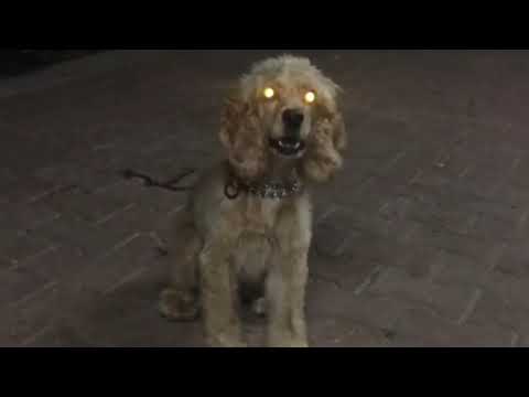 Köpek Havlama Eğitimi! Nasıl Verilir? Yavru Köpekler Neden Havlar?