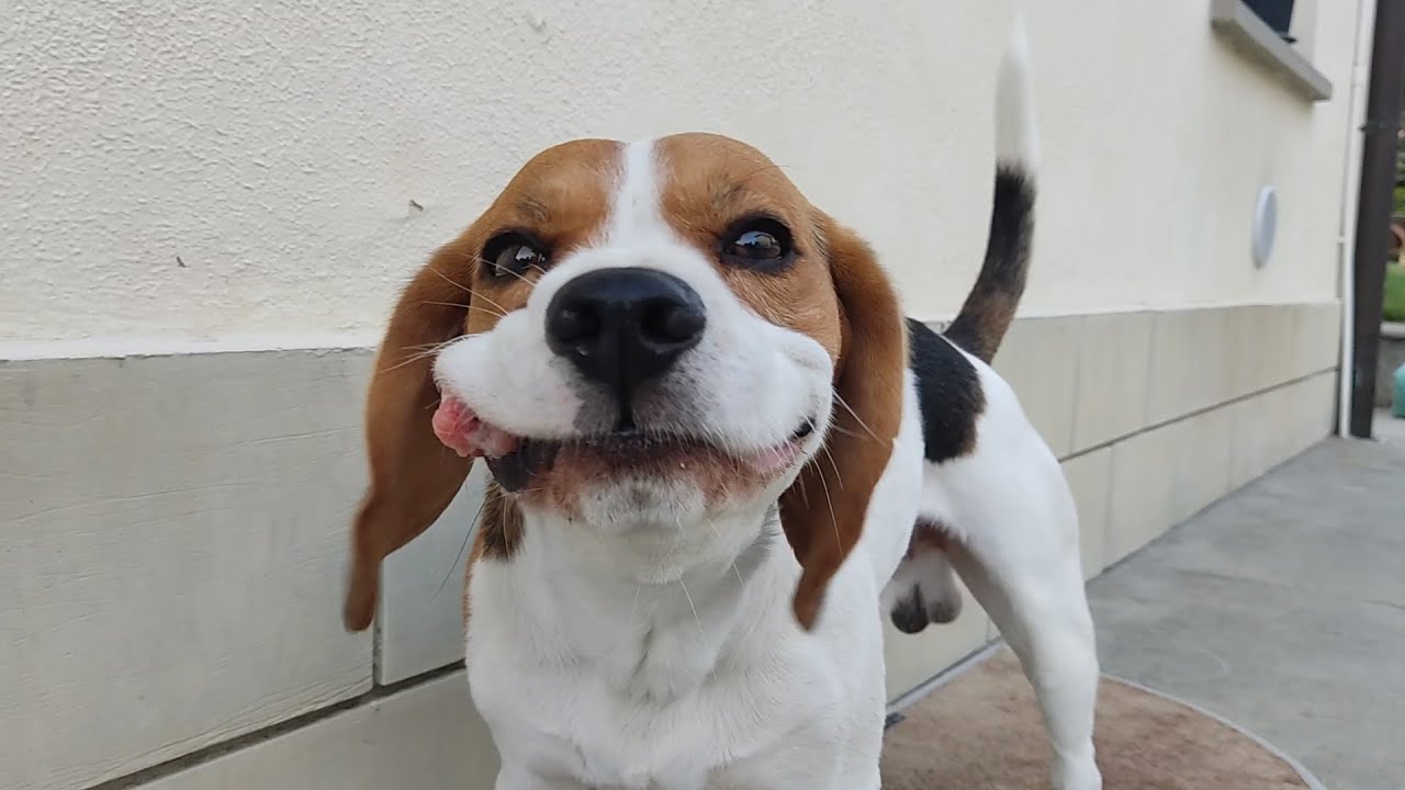 Emy e Zen - Beagle a cena, carne cruda e ossa - Ep. 7 - YouTube