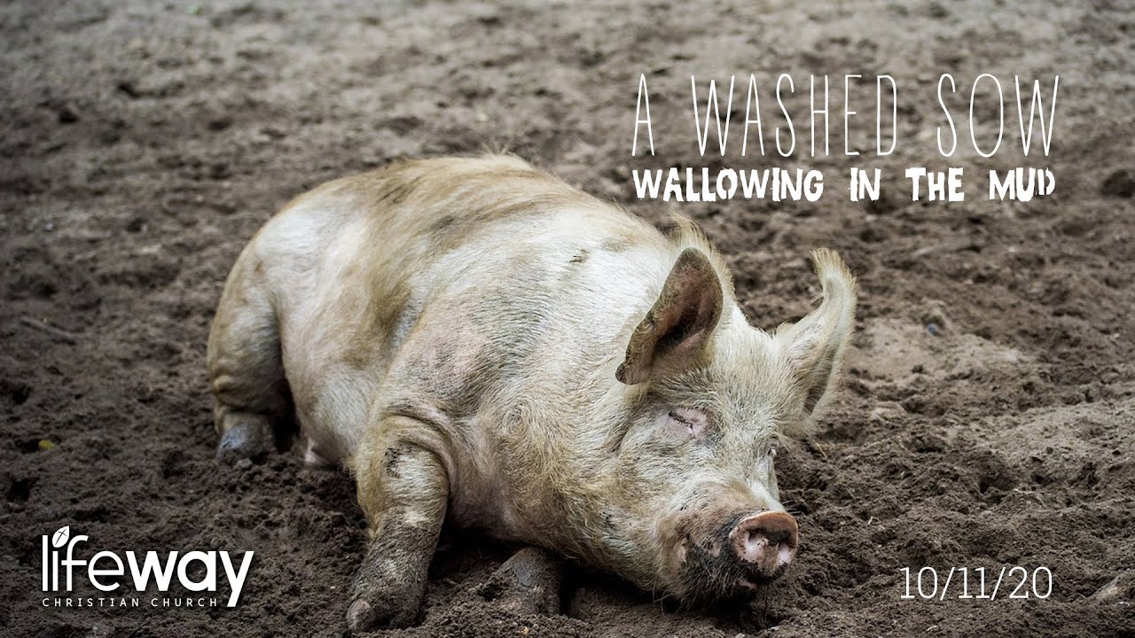 A Washed Sow Wallowing in the Mud - October 11, 2020 - YouTube