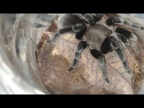 tarantula senenocosmia javanensis sumatrana tarantula jawa hitam dari ...