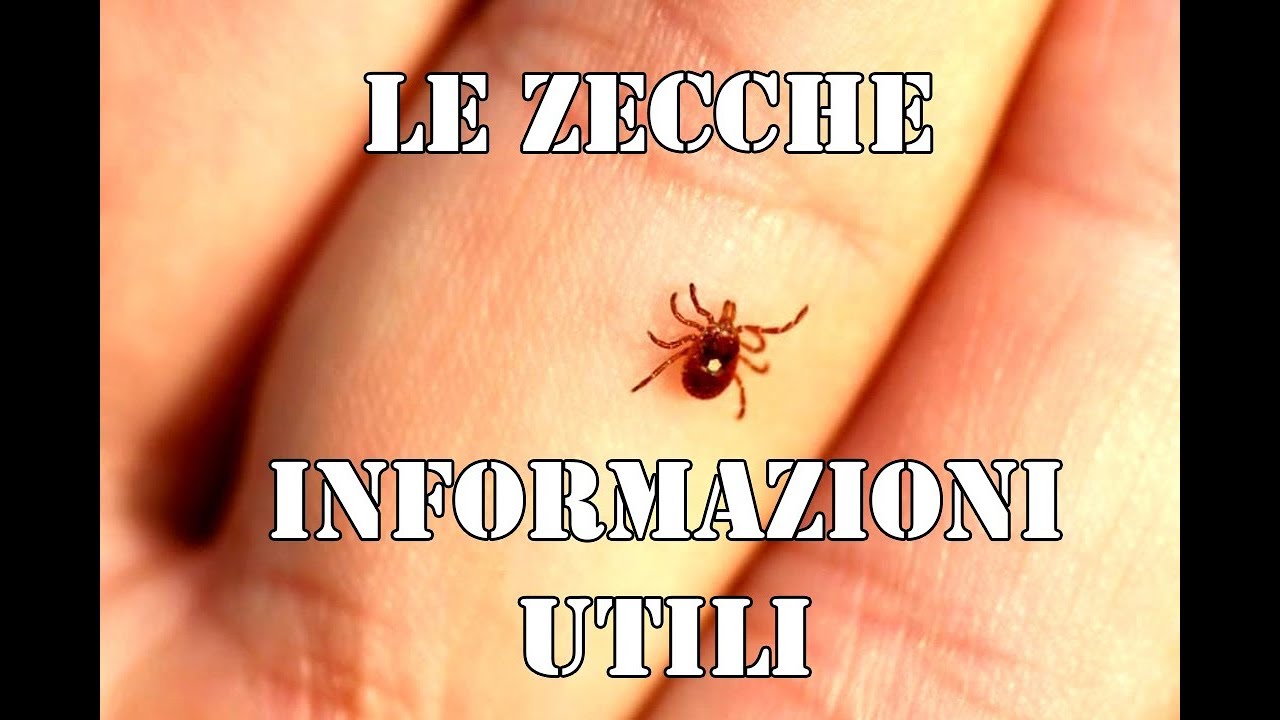 LE ZECCHE, informazioni su di un PARASSITA poco conosciuto 🕷🕷 # ...