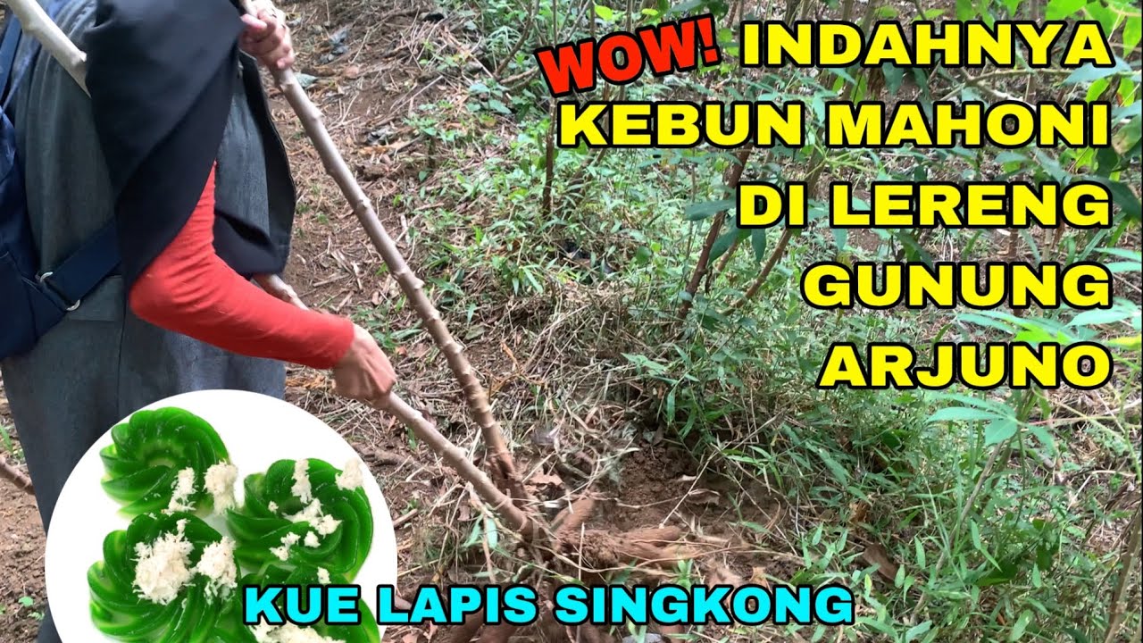 WOW! INDAHNYA KEBUN MAHONI DI LERENG GUNUNG ARJUNO | KUE LAPIS SINGKONG ...