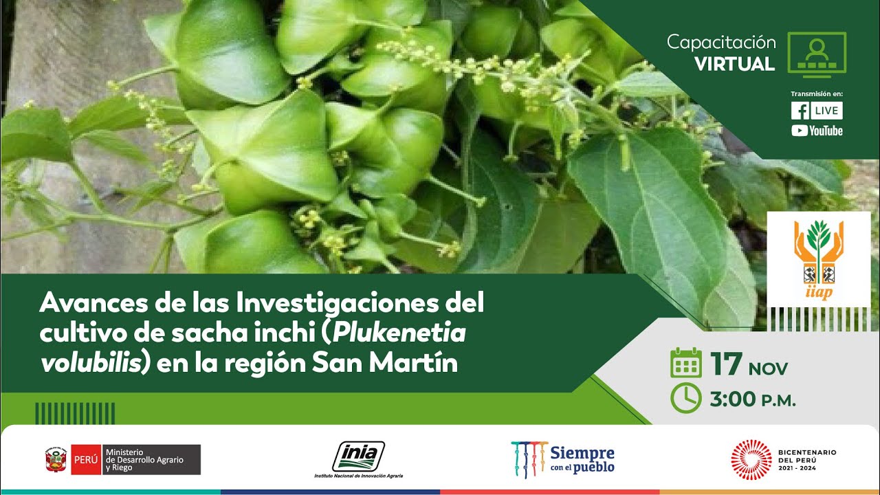 Avances de las Investigaciones del cultivo de sacha inchi (Plukenetia ...