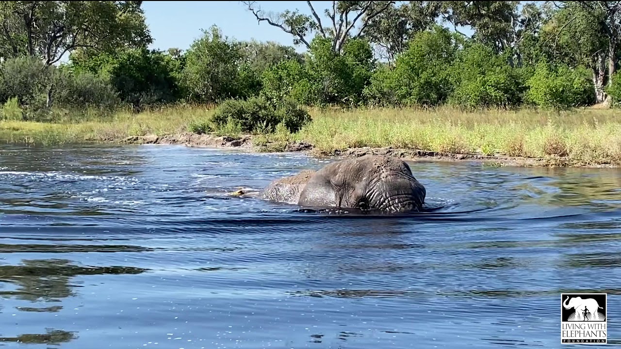 Jabu traversing his pool. | Living with Elephants Foundation | Okavango ...