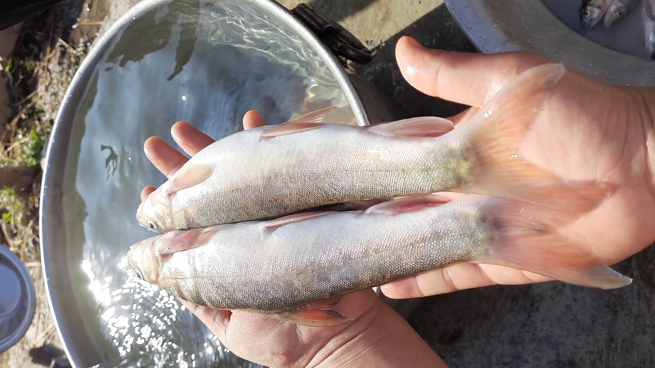 Dudh koshi ko asala machha... - YouTube