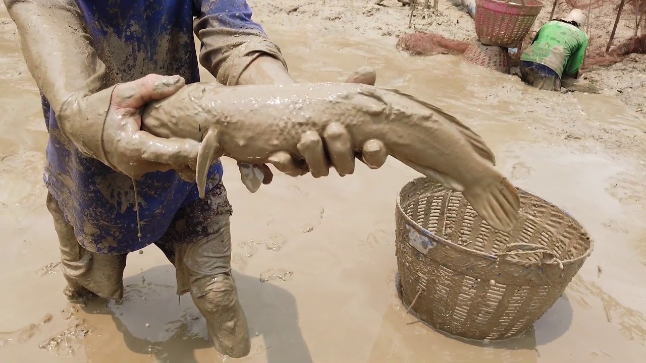 A lot of catching snakehead under mud - YouTube