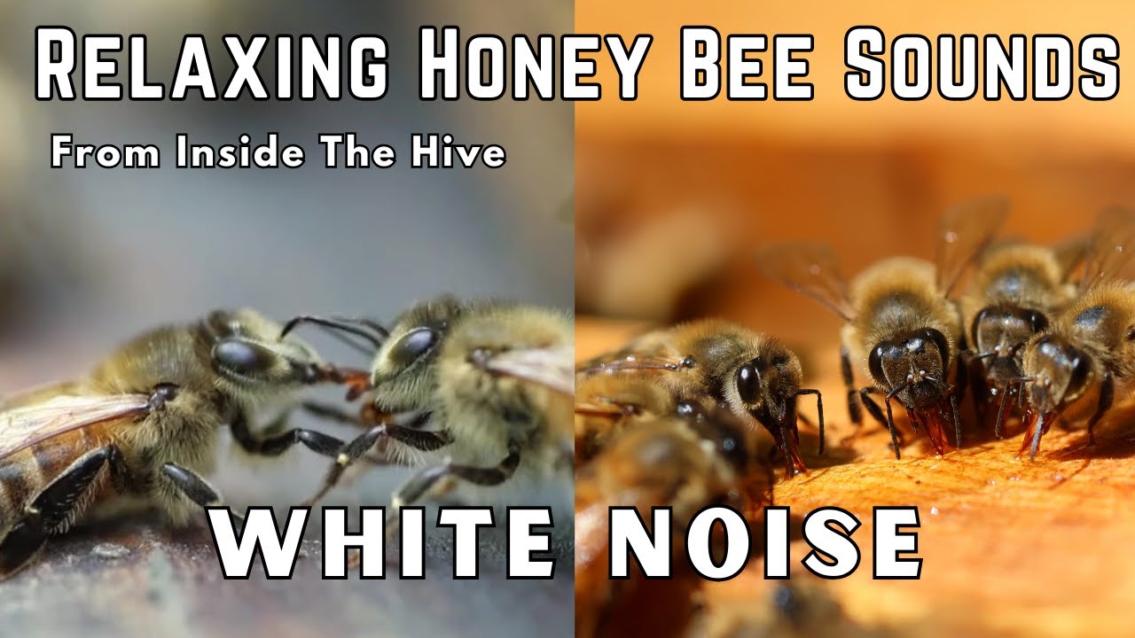 The Healing Sounds Of Bees || White Noise for Relaxation || Watch Honey ...