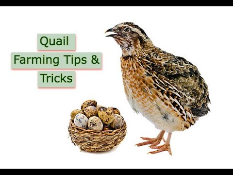 Everything You Need To Know About Quail farming| Complete Guide - YouTube