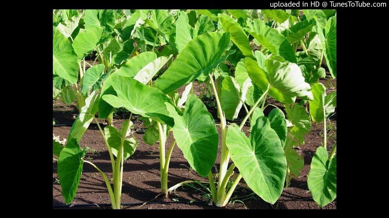 Amakora: Akamaro gakomeye k'ibibabi by'AMATEKE ku buzima ( Ibitika ...