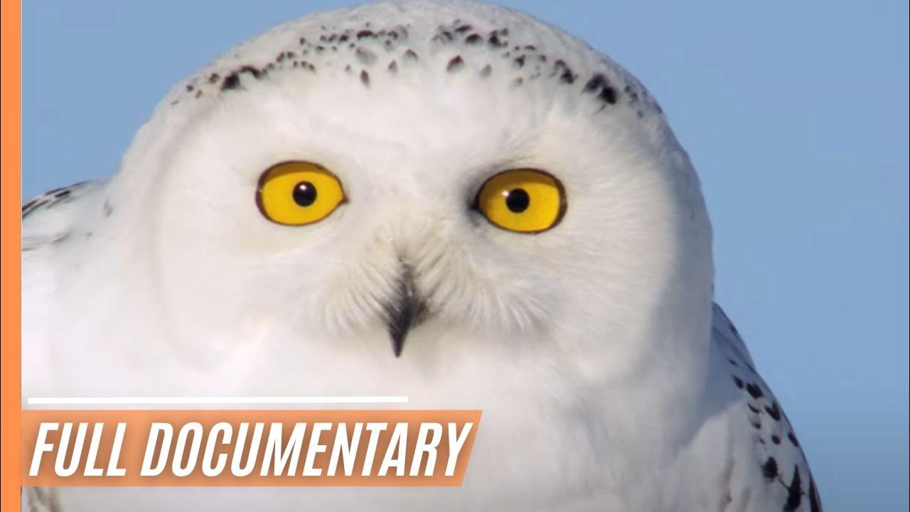 Snowy Owl Magic: Nature's Silent and Mysterious Guardians | Full ...