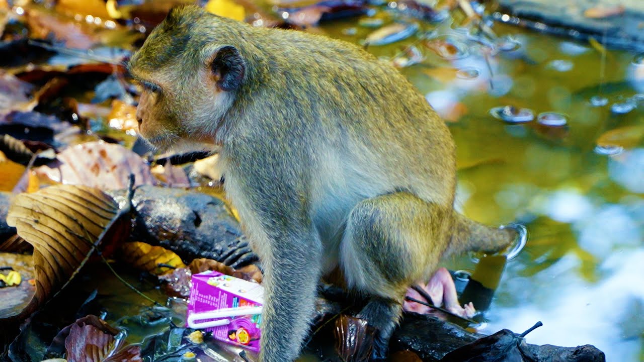 New Mother Monkey Giving Birth Newborn Monkey ____ She Is The First ...