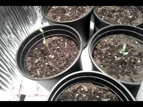 1week the 7th of my marijuana - YouTube