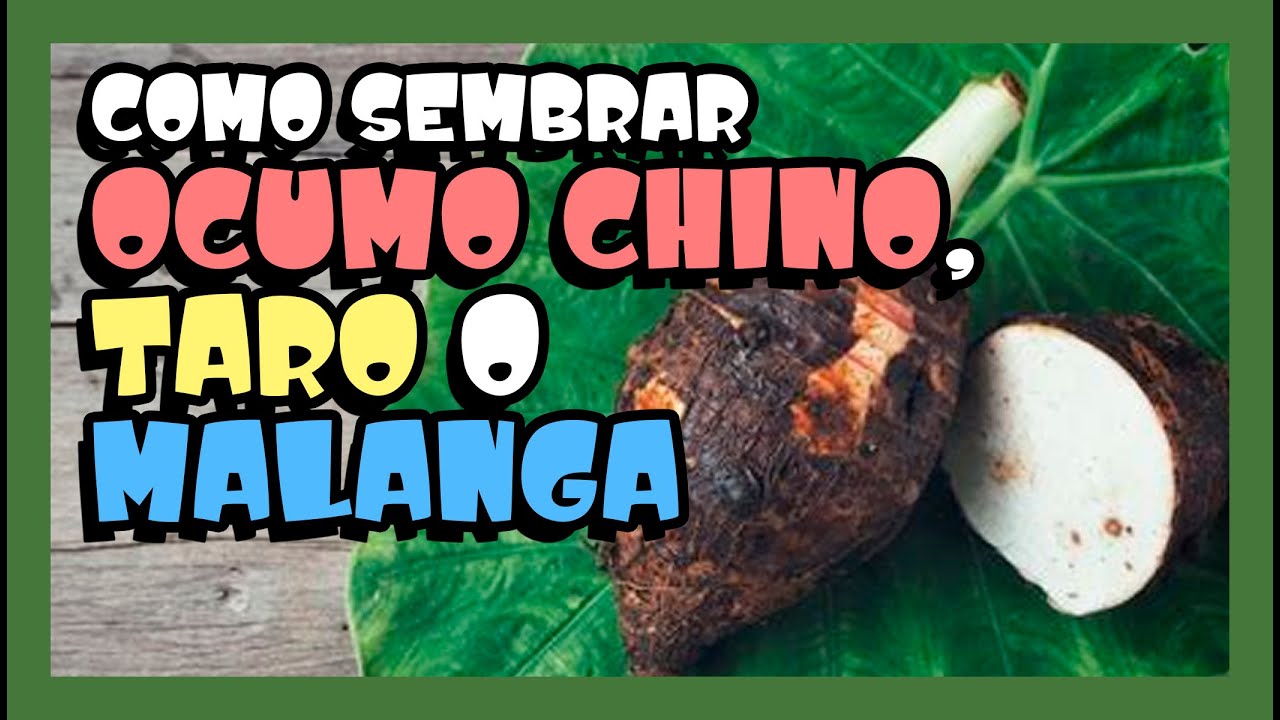 COMO SEMBRAR OCUMO CHIINO, TARO O MALANGA - YouTube
