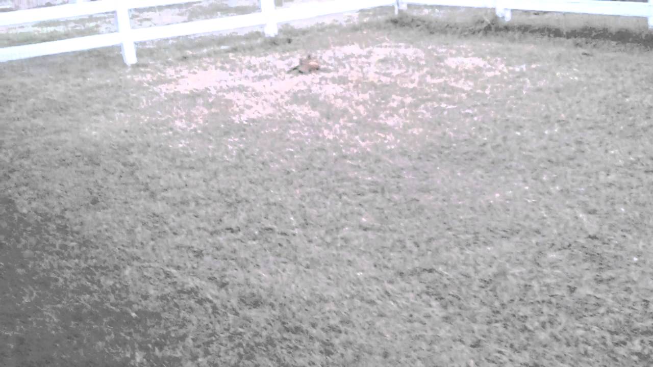 Dog running on two legs. The Amazing Stewie! - YouTube