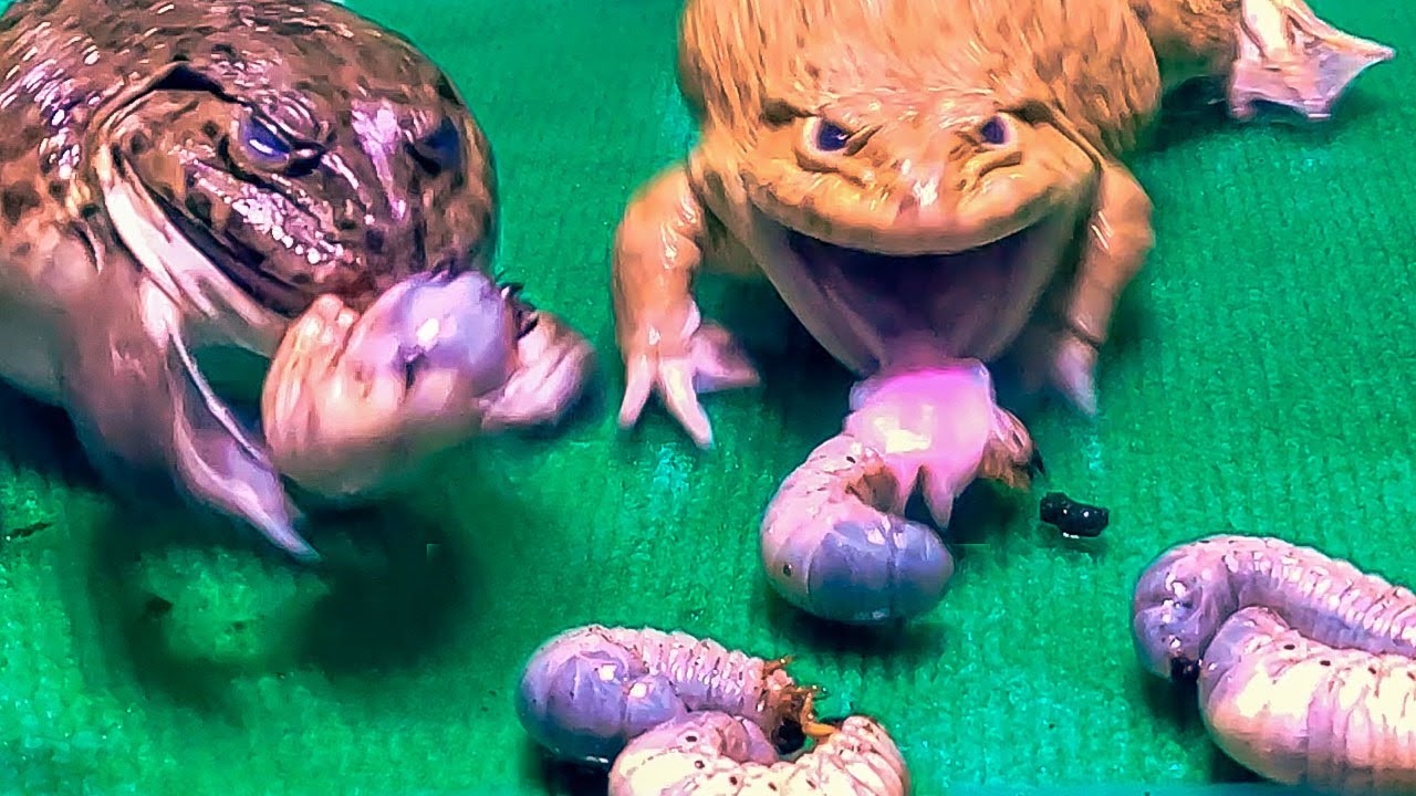 Amazing!! Asian Bullfrog Eats Giant Coconut Worms! Asian Bullfrog Live Feeding - YouTube