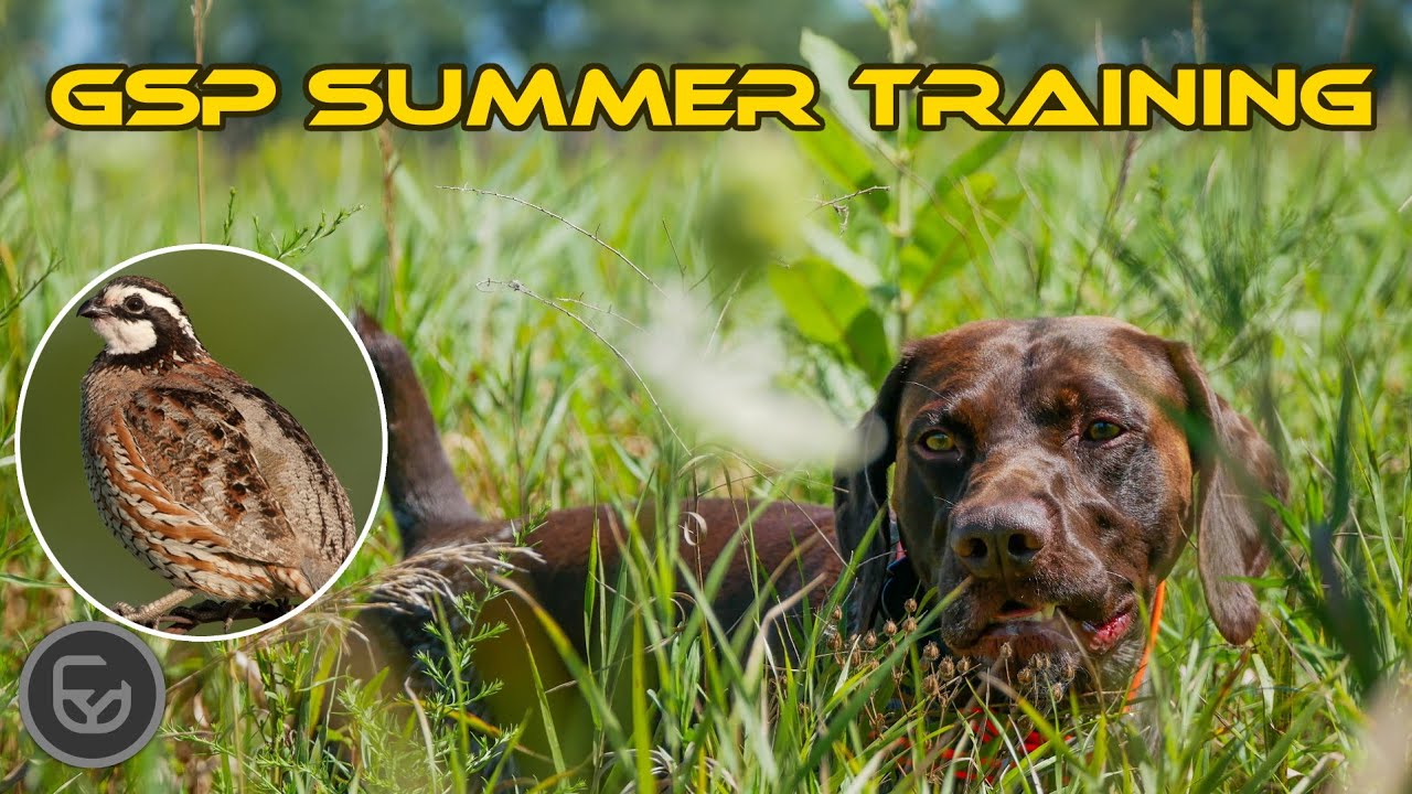 GSP On Point | Quail Work - YouTube