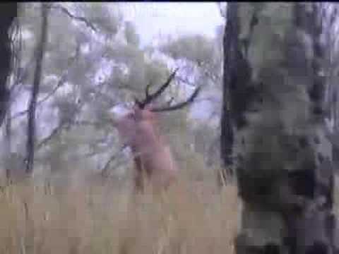 Bowkill Red Stag Australia - YouTube
