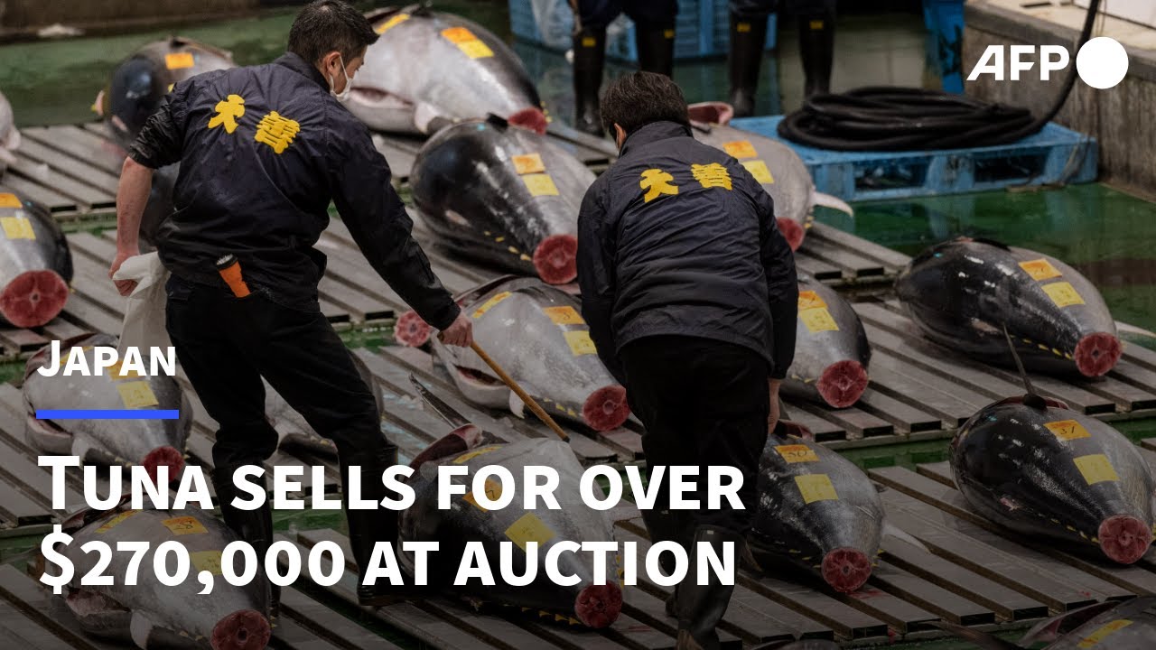 Tuna sells for over $270,000 at New Year auction in Japan | AFP - YouTube