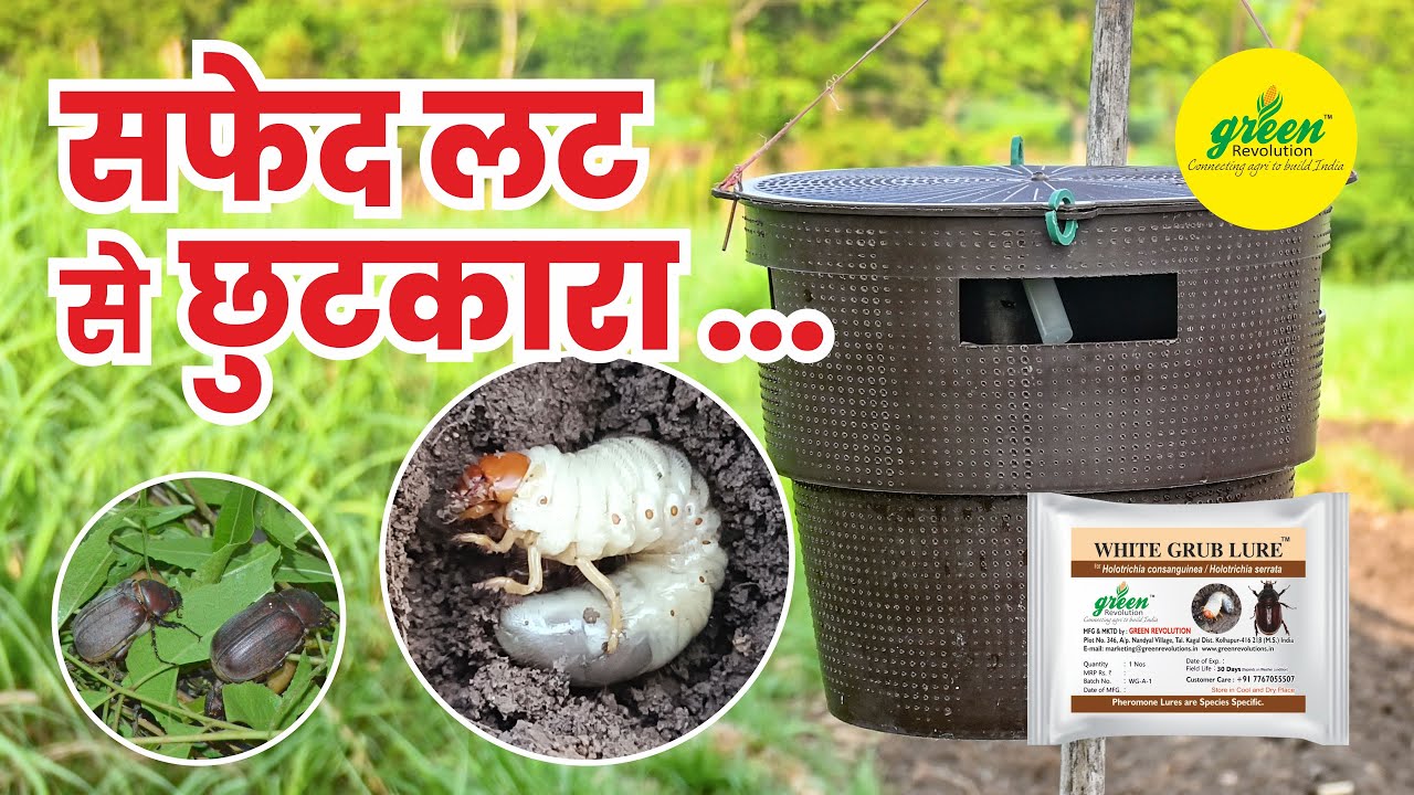 सफ़ेद लट का आसान प्रबंधन | How To Control White Grub | White Grub ...
